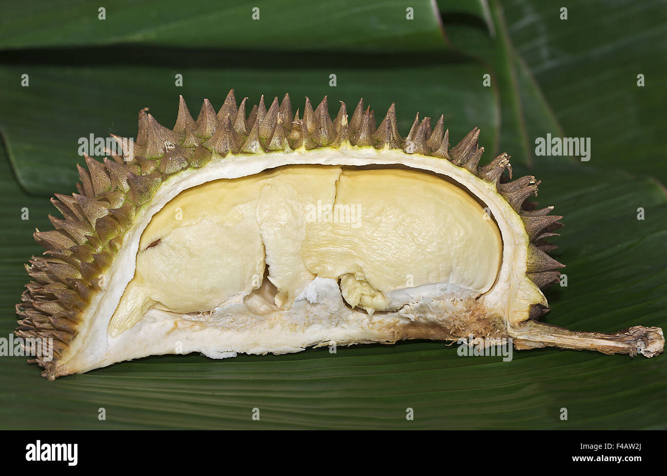 Durian peel Banque de photographies et d’images à haute résolution - Alamy