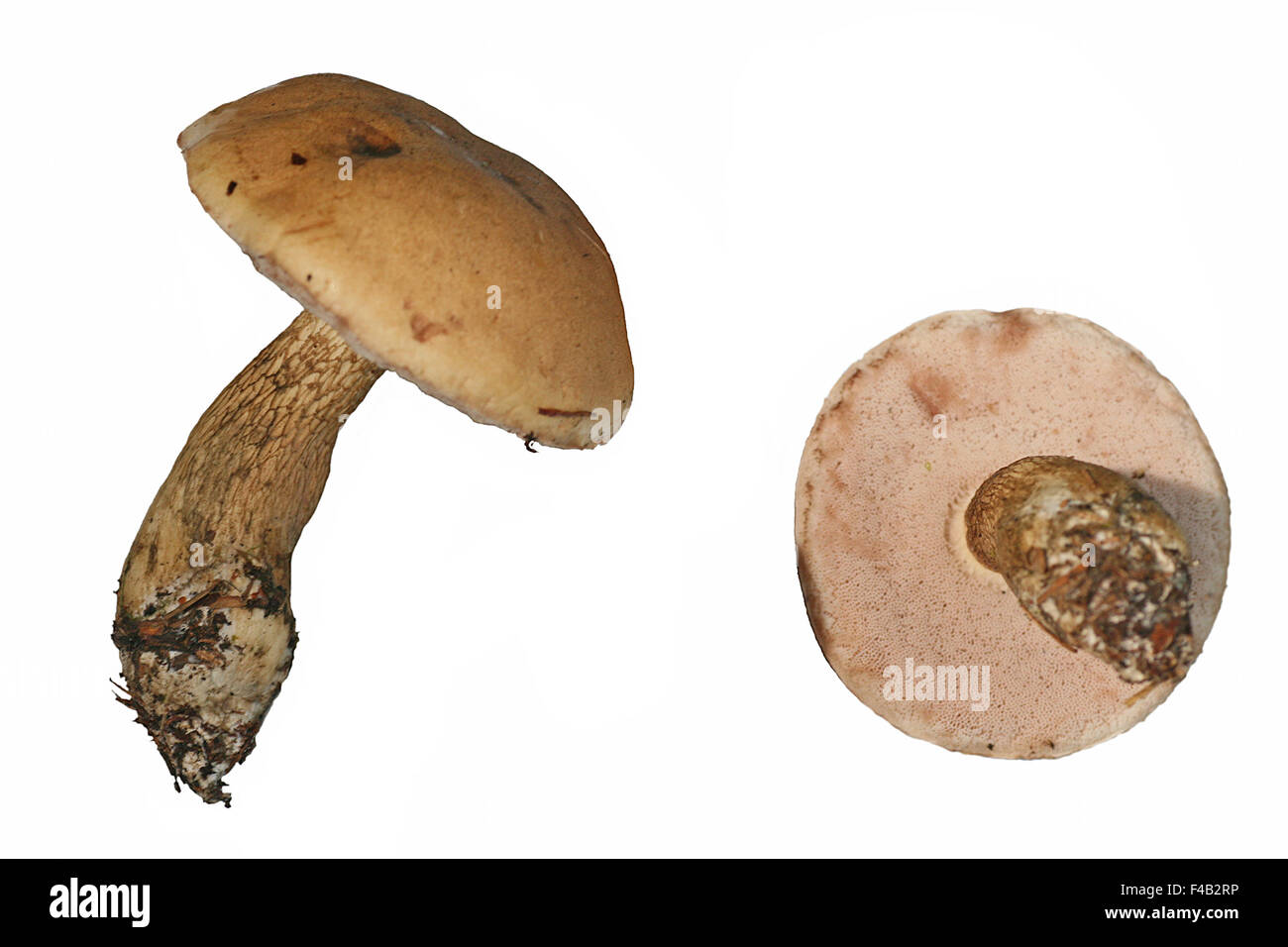 Bitter bolete tylopilus felleus Banque de photographies et d’images à ...