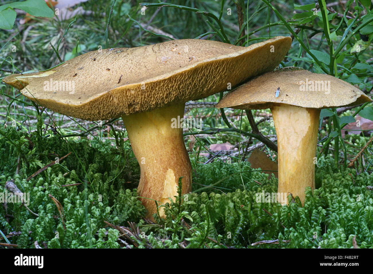 Velvet bolete suillus variegatus Banque de photographies et d’images à ...