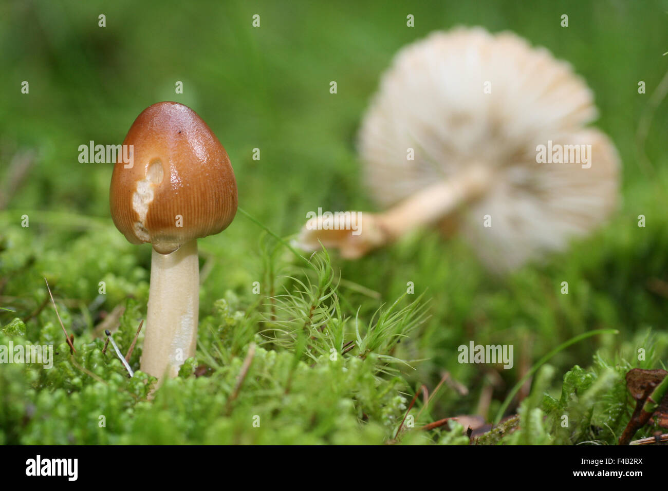Grisette amanita vaginata Banque de photographies et d’images à haute ...