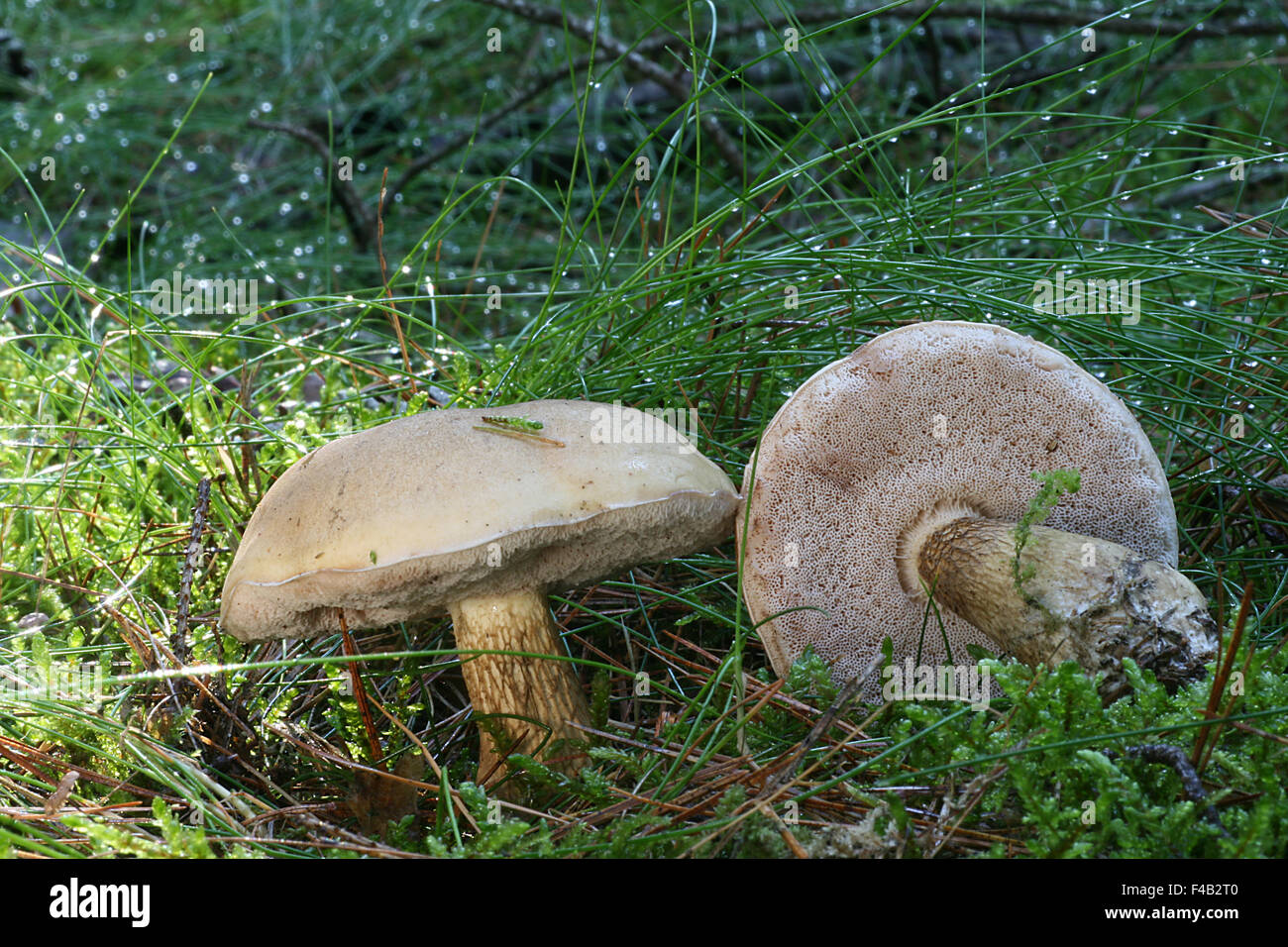 Bitter bolete tylopilus felleus Banque de photographies et d’images à ...