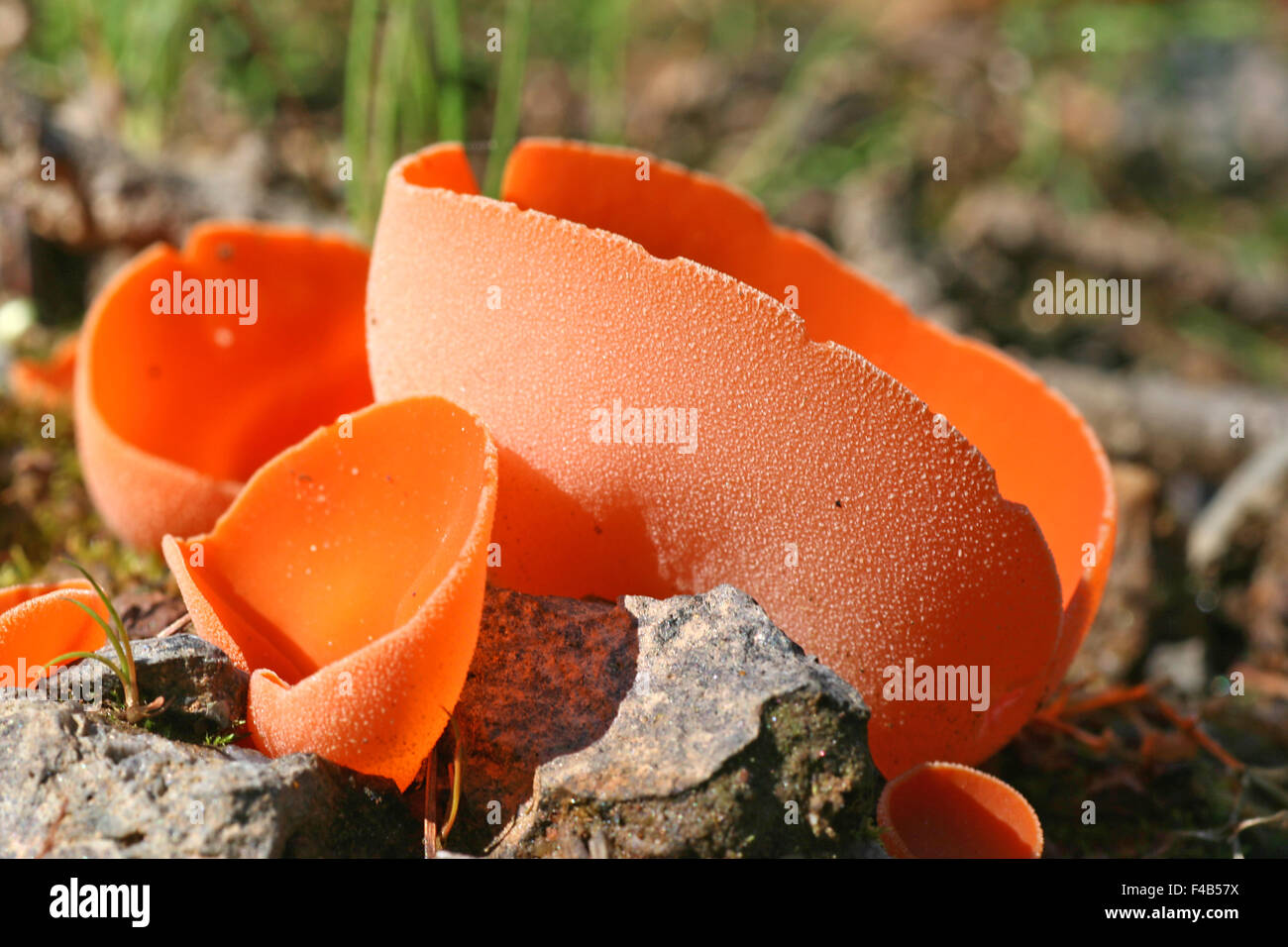 Orange peel fungus Banque de photographies et d’images à haute ...
