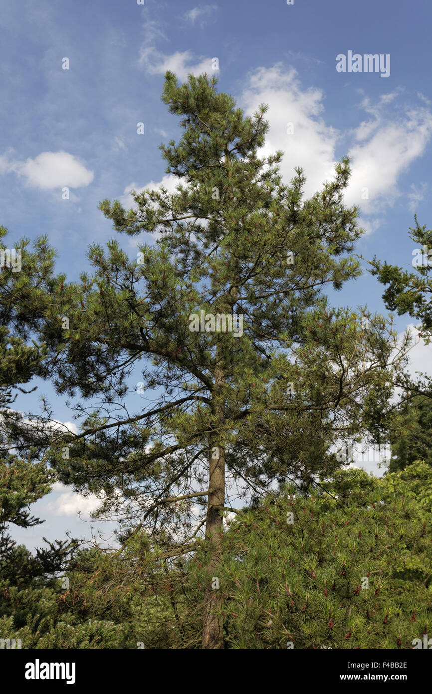 Pinus densiflora Banque de photographies et d’images à haute résolution ...