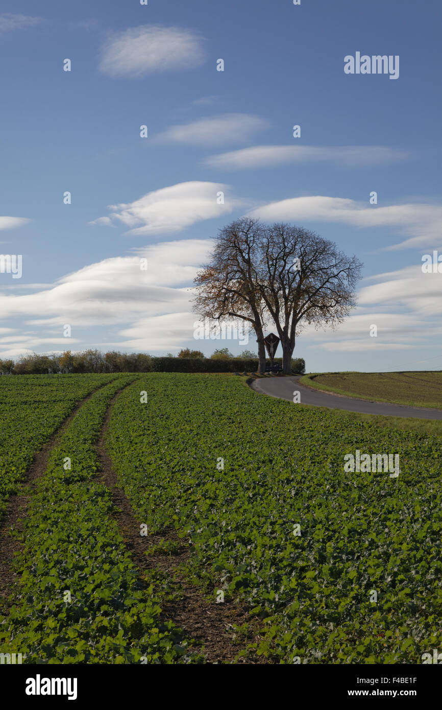 Arbre de marronnier en automne Banque de photographies et d’images à ...