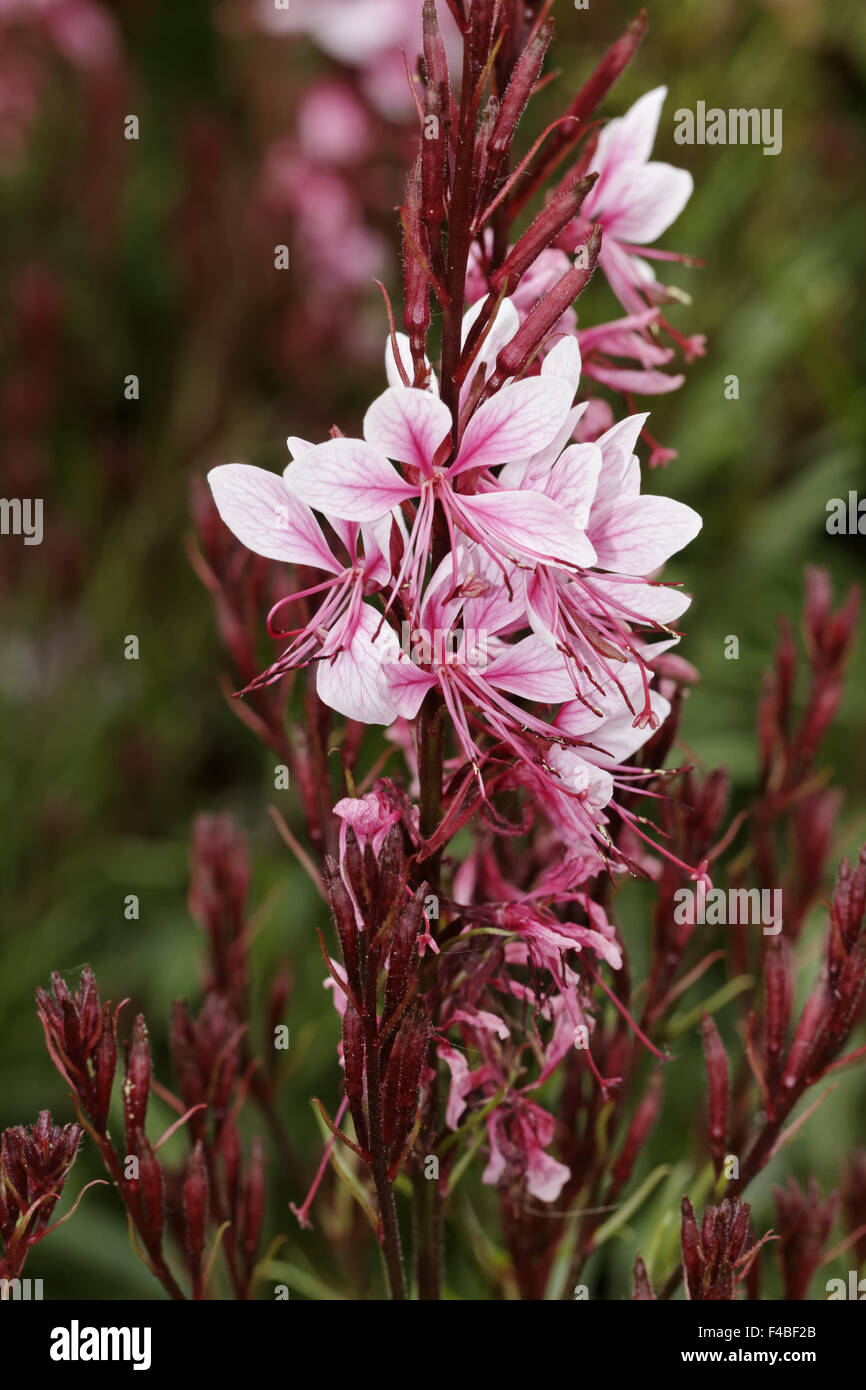 Gaura lindheimeri gambit pink Banque de photographies et d’images à ...