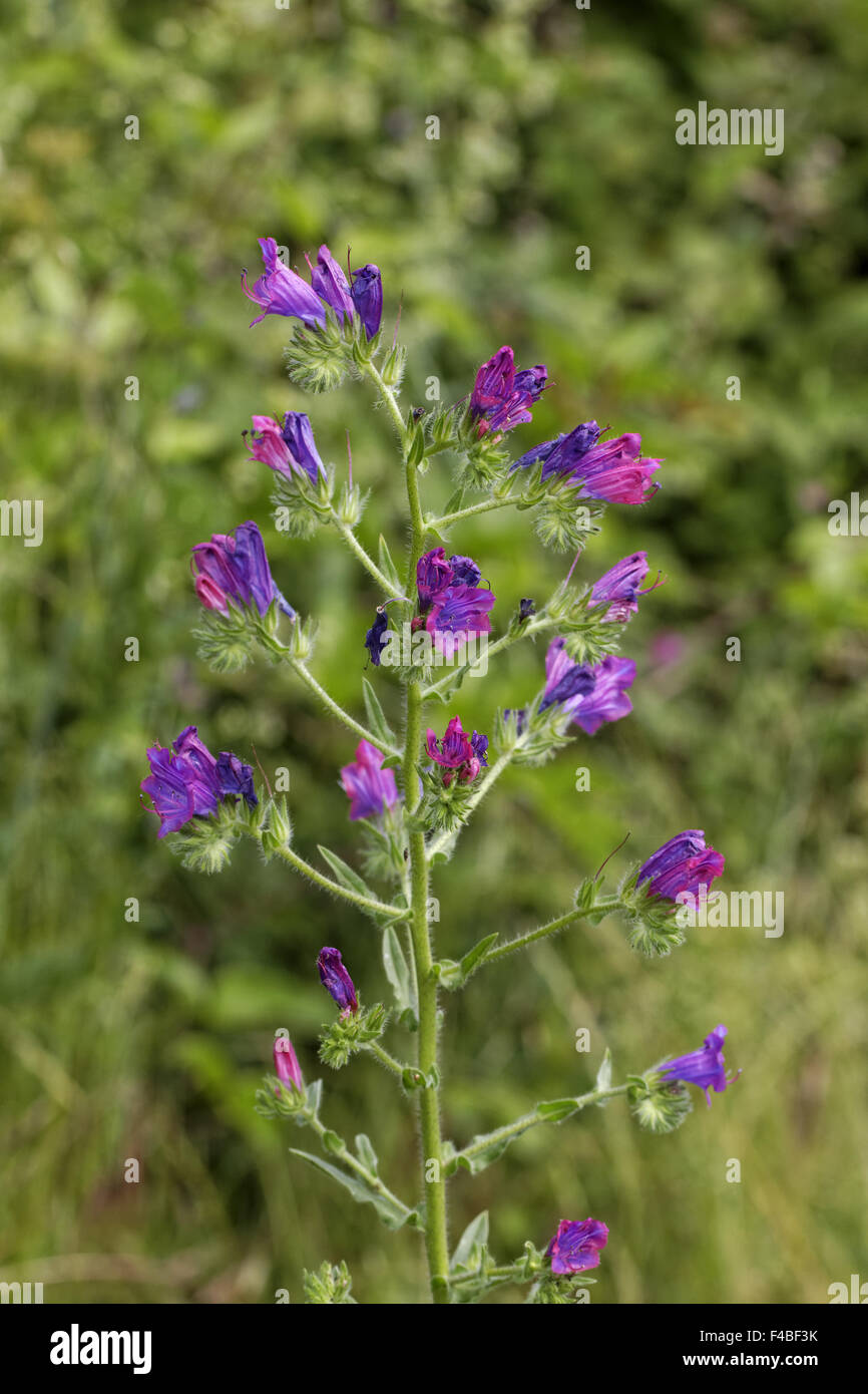 Purple vipers bugloss echium plantagineum Banque de photographies et d ...