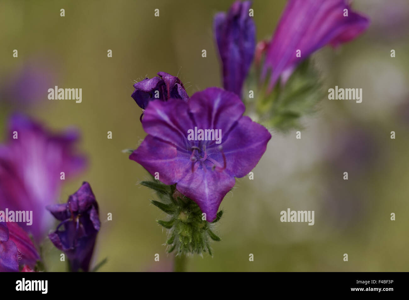 Purple vipers bugloss echium plantagineum Banque de photographies et d ...