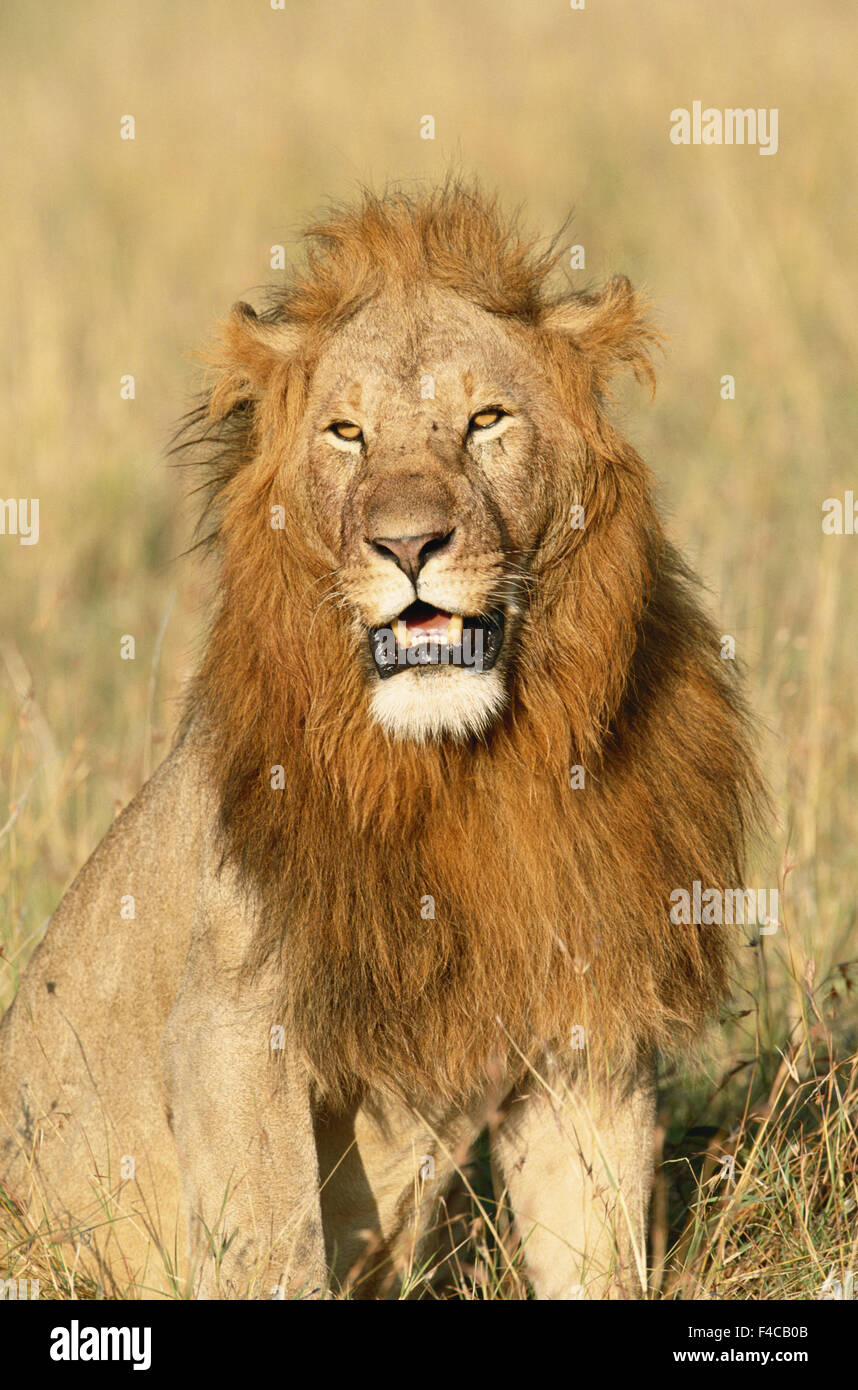 Kenya, Maasai Mara National Reserve, Male lion (Panthera leo) Tailles ...