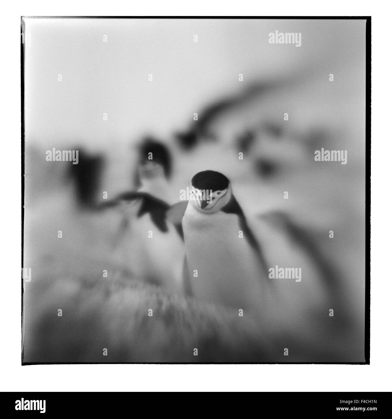 L'Antarctique, l'Île Déception, Blurred image en noir et blanc de Gamla ...