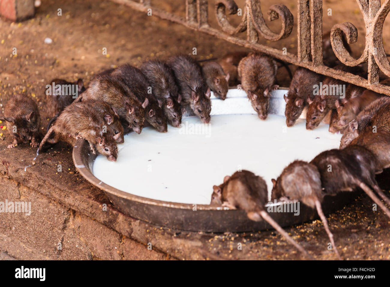L'Inde, du Rajasthan, Bikaner, les rats à Karni Mata Temple Photo Stock ...