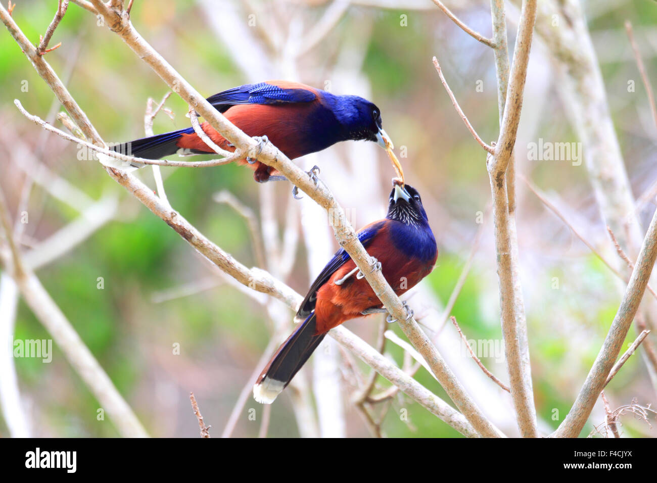 Lidths jay Banque de photographies et d’images à haute résolution - Alamy