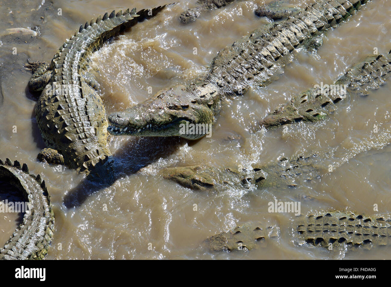 Crocodile feeding Banque de photographies et d’images à haute ...