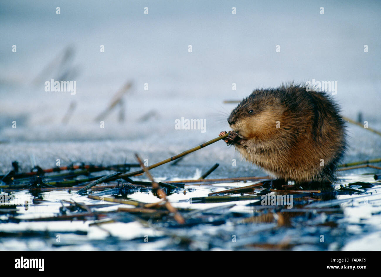 Manger des rats musqués Banque de photographies et d’images à haute ...