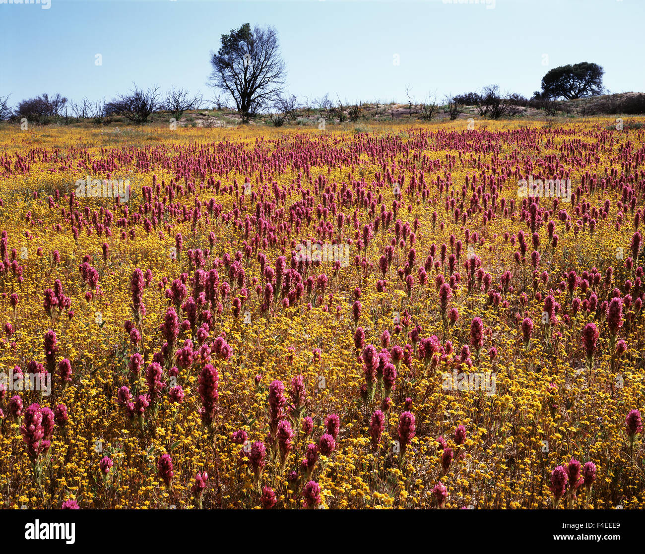 En Californie, la Forêt Nationale de Cleveland, (Lasthenia californica ...
