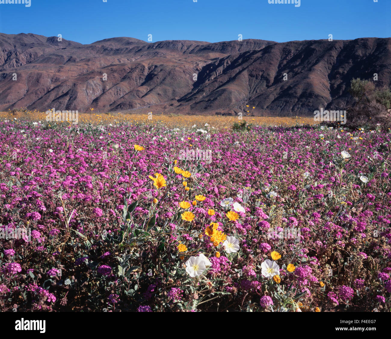 La Californie, Anza Borrego Desert State Park, Boule de fleurs sauvages ...