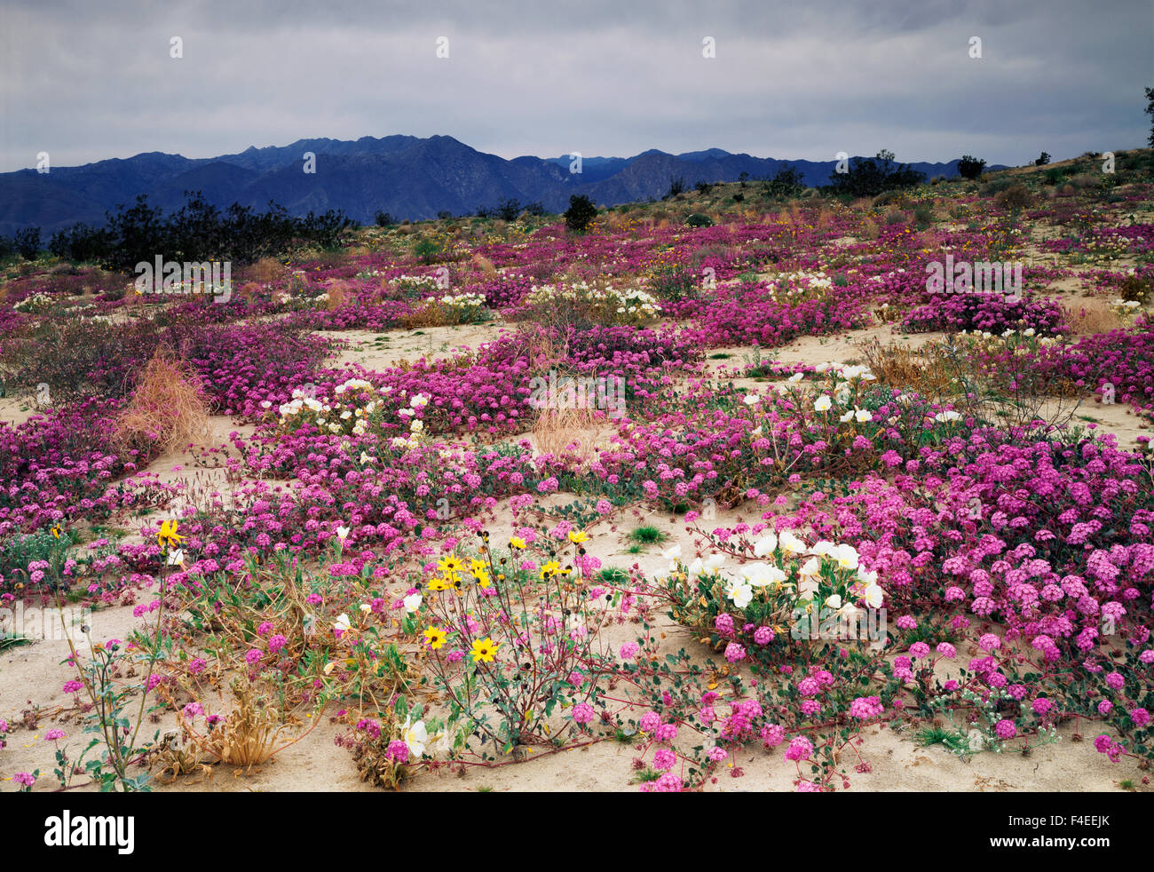 La Californie, Anza Borrego Desert State Park, Boule de fleurs sauvages ...