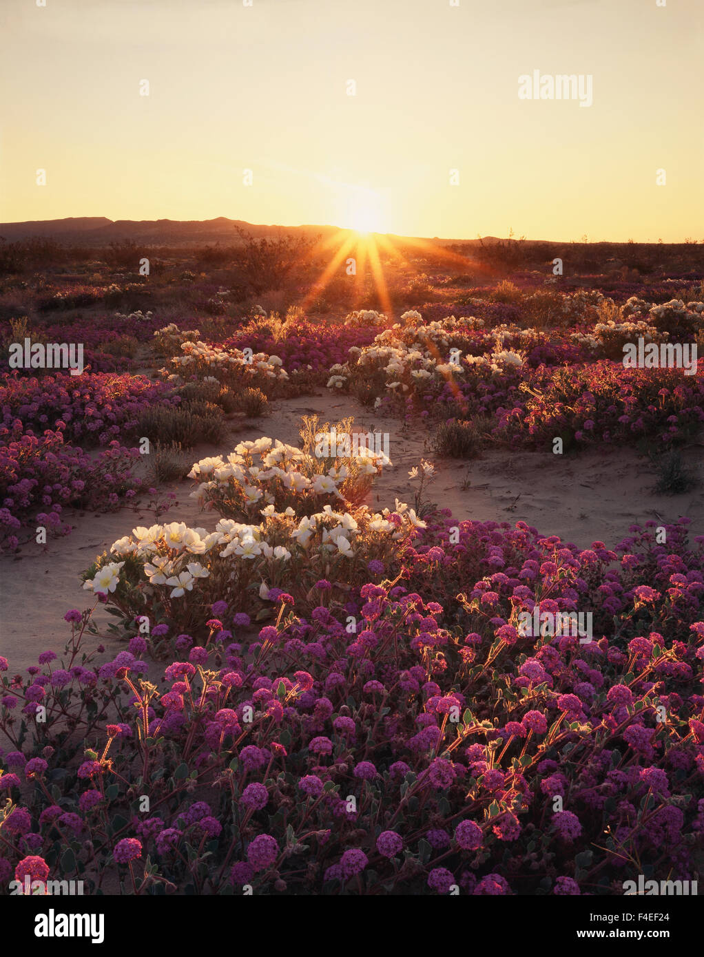 La Californie, Anza Borrego Desert State Park, Boule de fleurs sauvages ...
