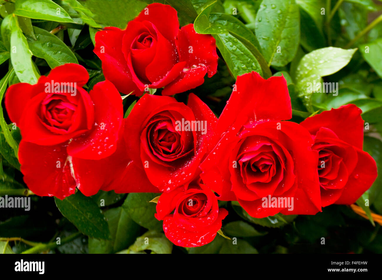 Bouquet de rose rouge Banque de photographies et d’images à haute ...