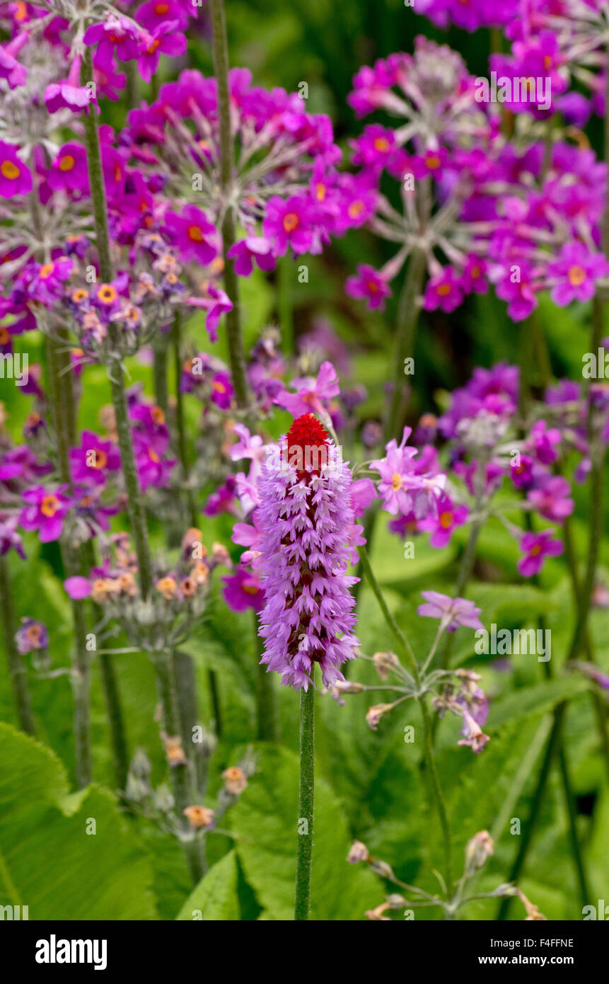 Fleurs pour vialli Banque de photographies et d’images à haute ...