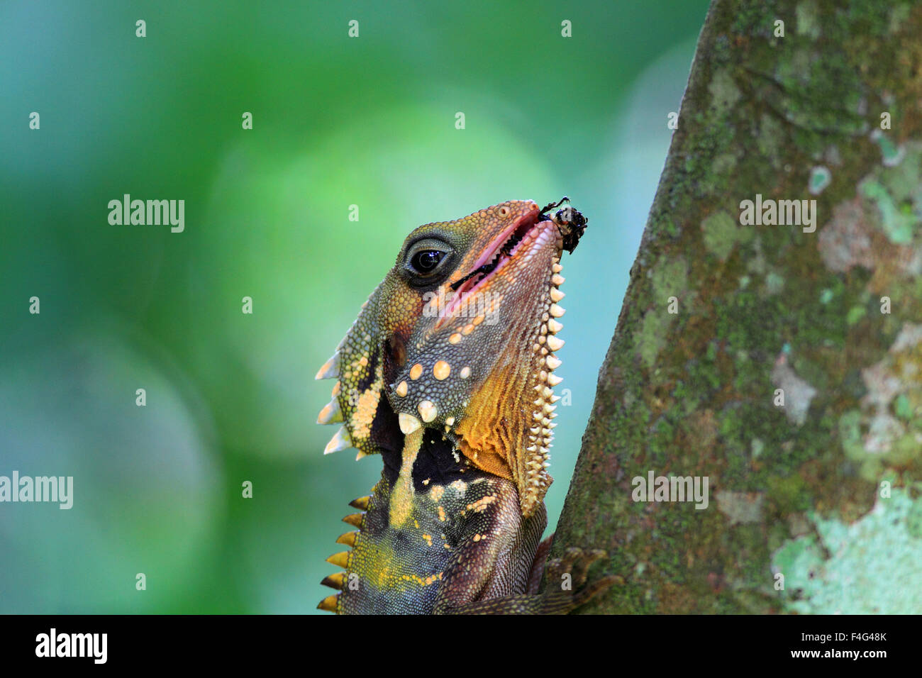 Forest dragon Banque de photographies et d’images à haute résolution ...