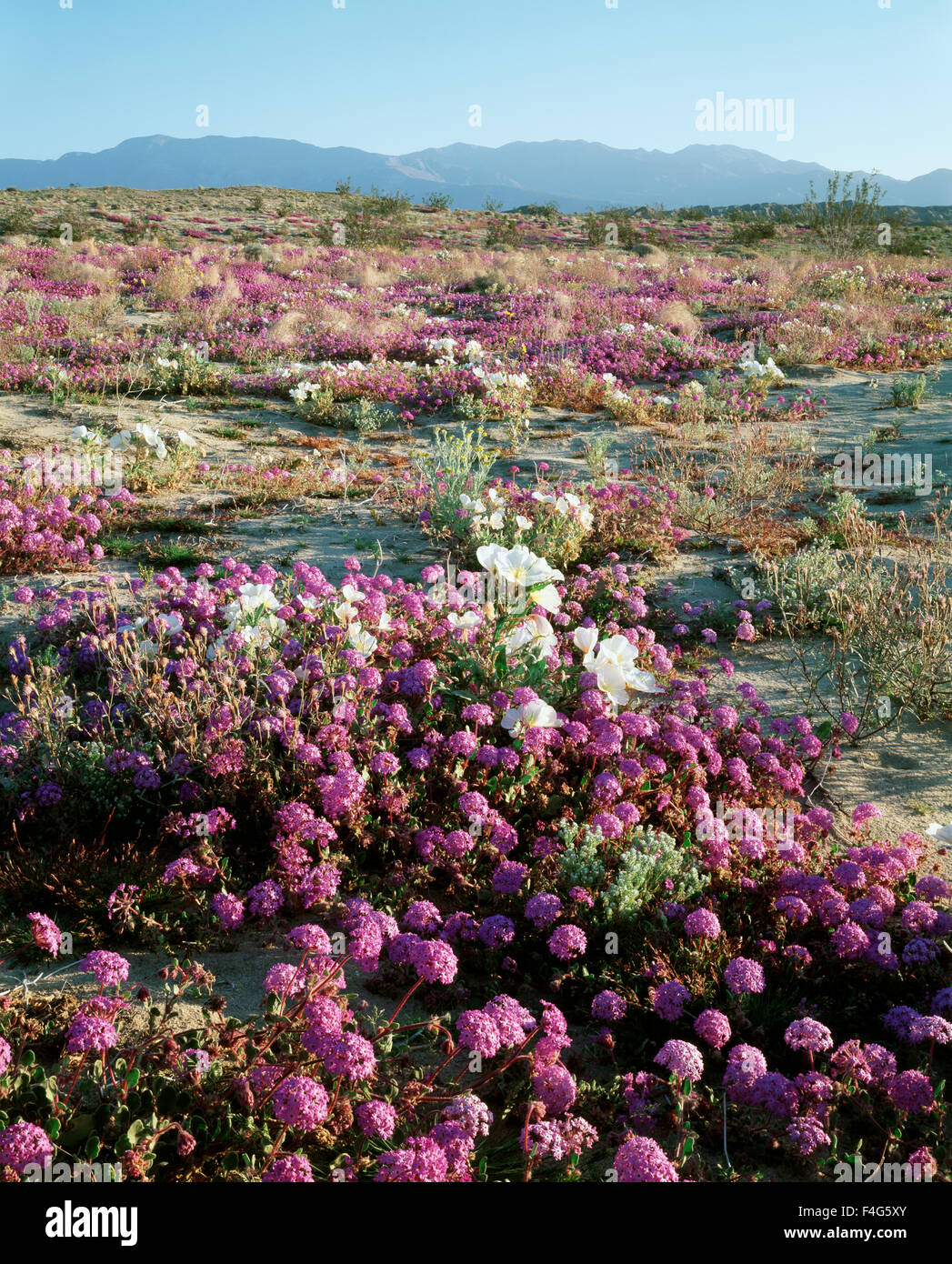 La Californie, Anza Borrego Desert State Park, Boule de fleurs sauvages ...