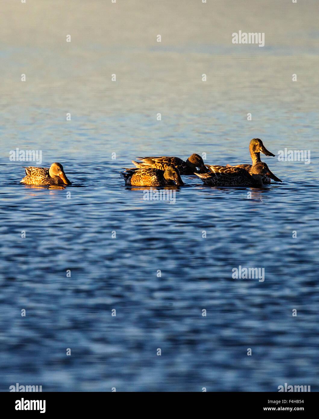 Canards et la faune personne oiseaux aquatiques natation nature Banque ...