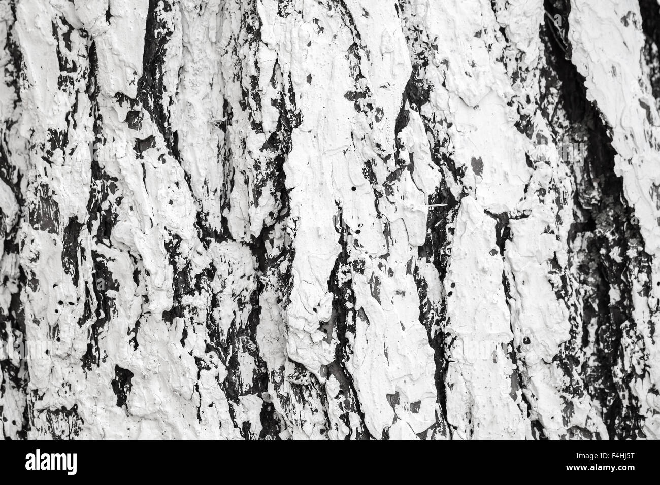 Arbre de couches Banque de photographies et d’images à haute résolution ...