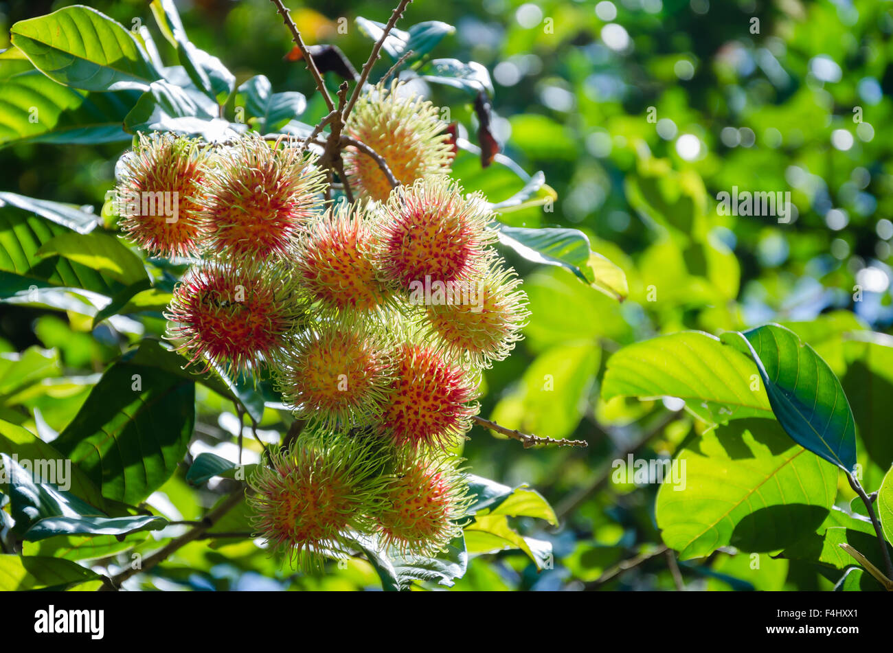 Ramboutan fruit Banque de photographies et d’images à haute résolution ...