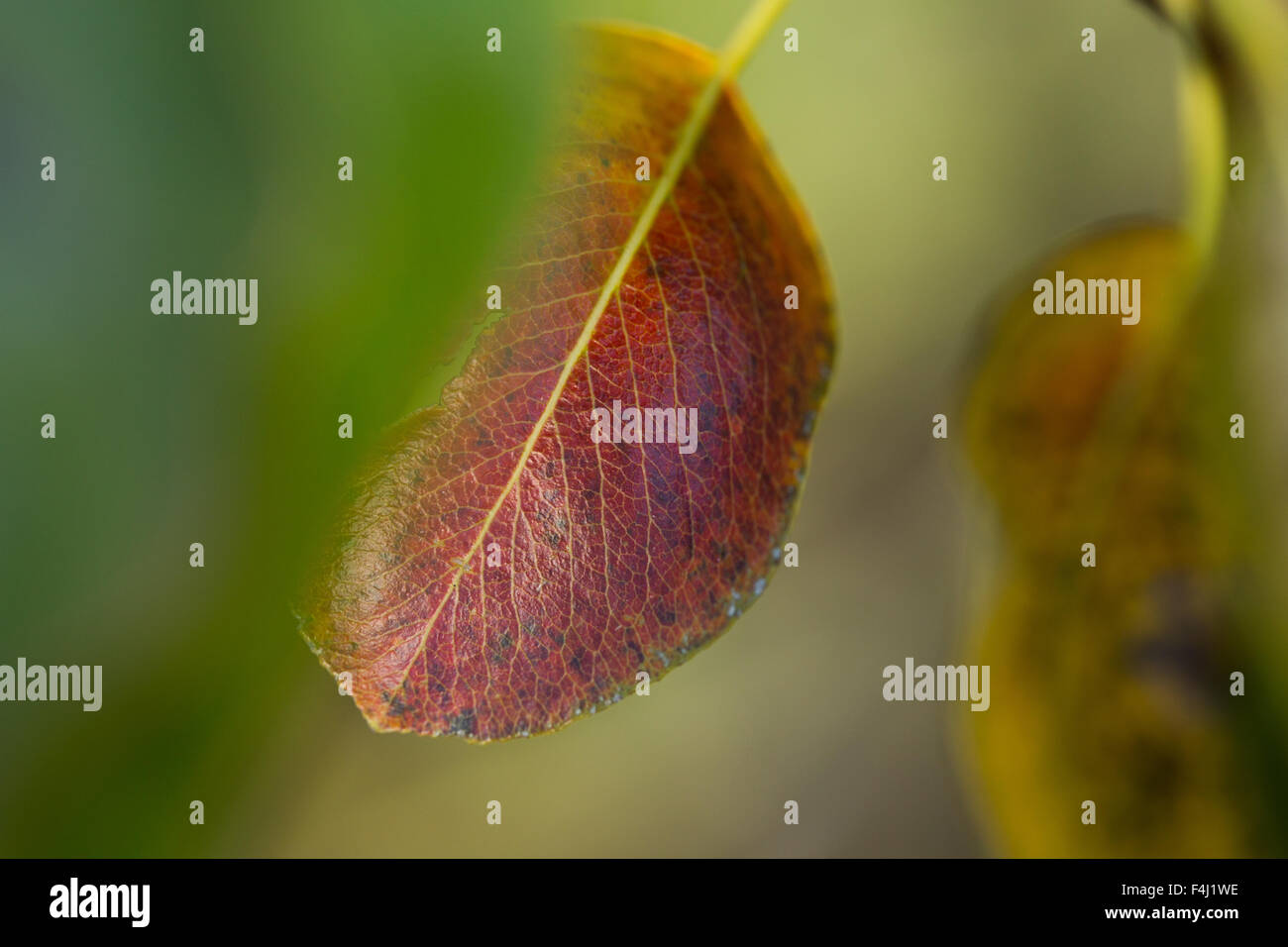 Gros plan de feuilles sur un arbre Banque de photographies et d’images ...