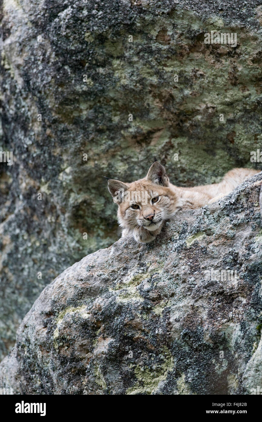 Lynx montagne Banque de photographies et d’images à haute résolution ...