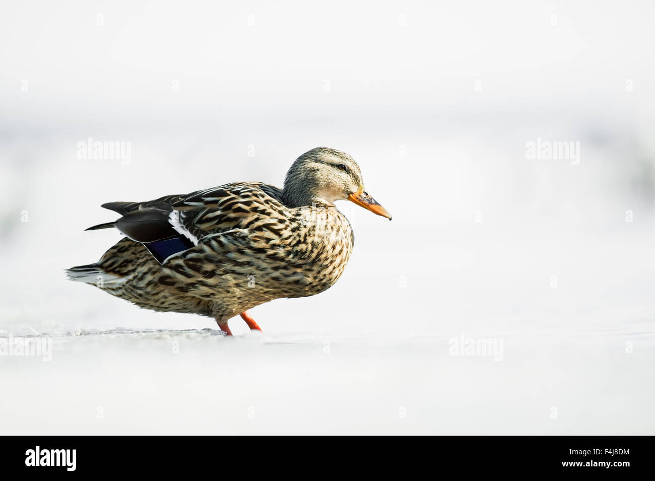 Canard sauvage femelle Banque de photographies et d’images à haute ...