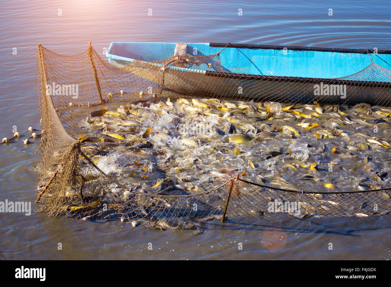 Filet plein de poisson Banque de photographies et d’images à haute ...