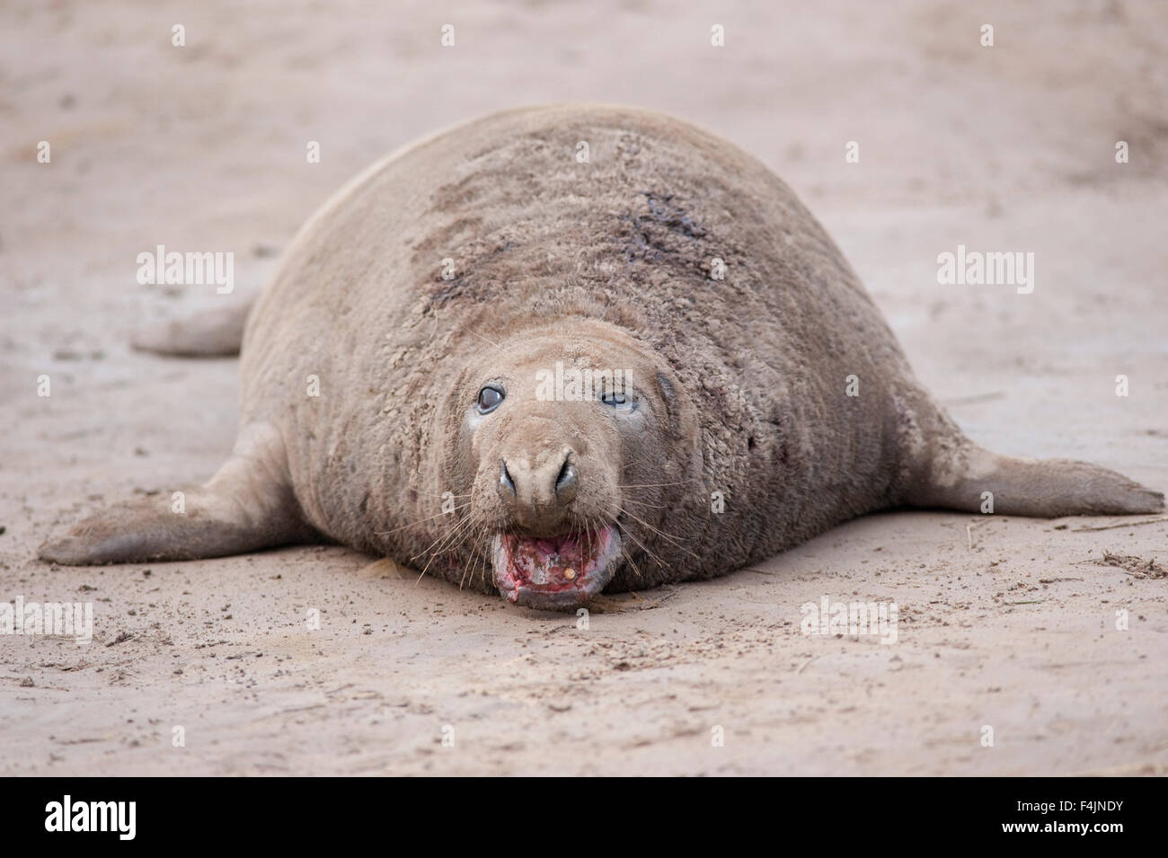 Phoque Femelle Banque d'image et photos - Alamy
