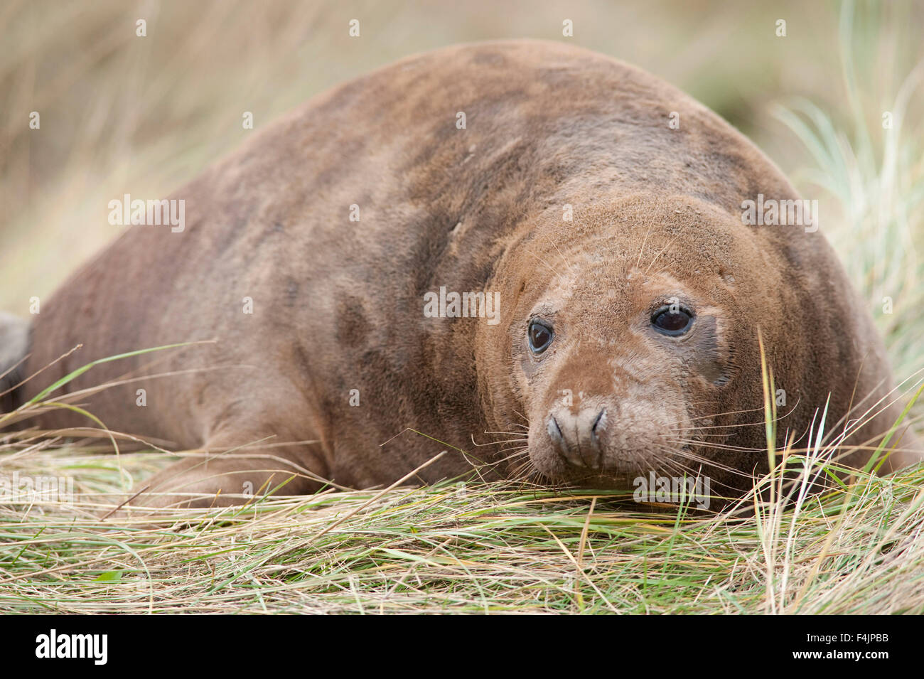 Phoque Femelle Banque d'image et photos - Alamy