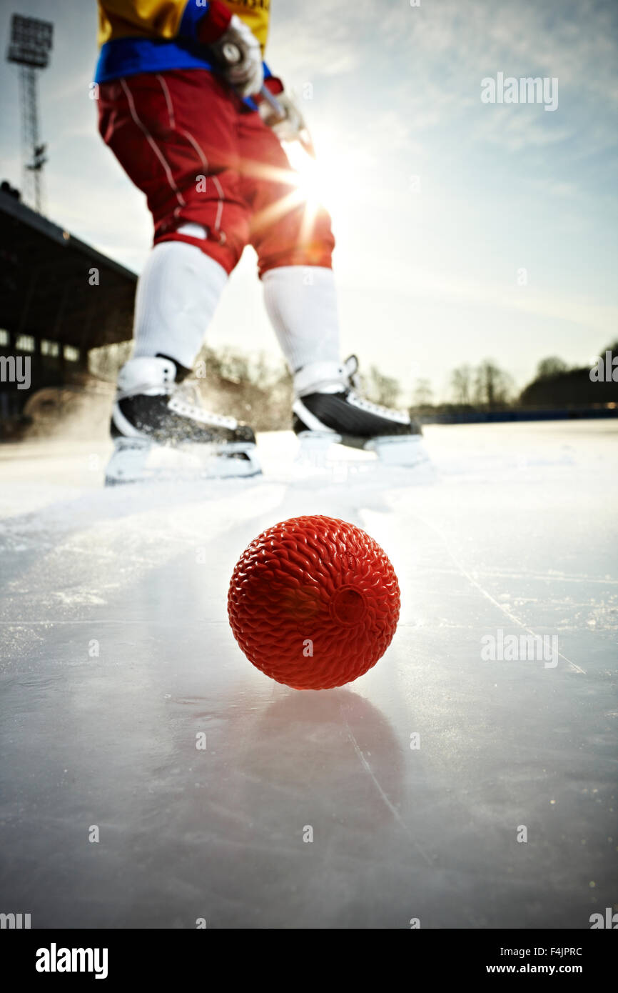 Bandy bandy Banque de photographies et d’images à haute résolution - Alamy