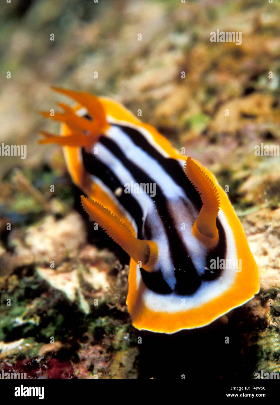 Pyjama nudibranche chromodoris quadricolor Banque de photographies et d ...