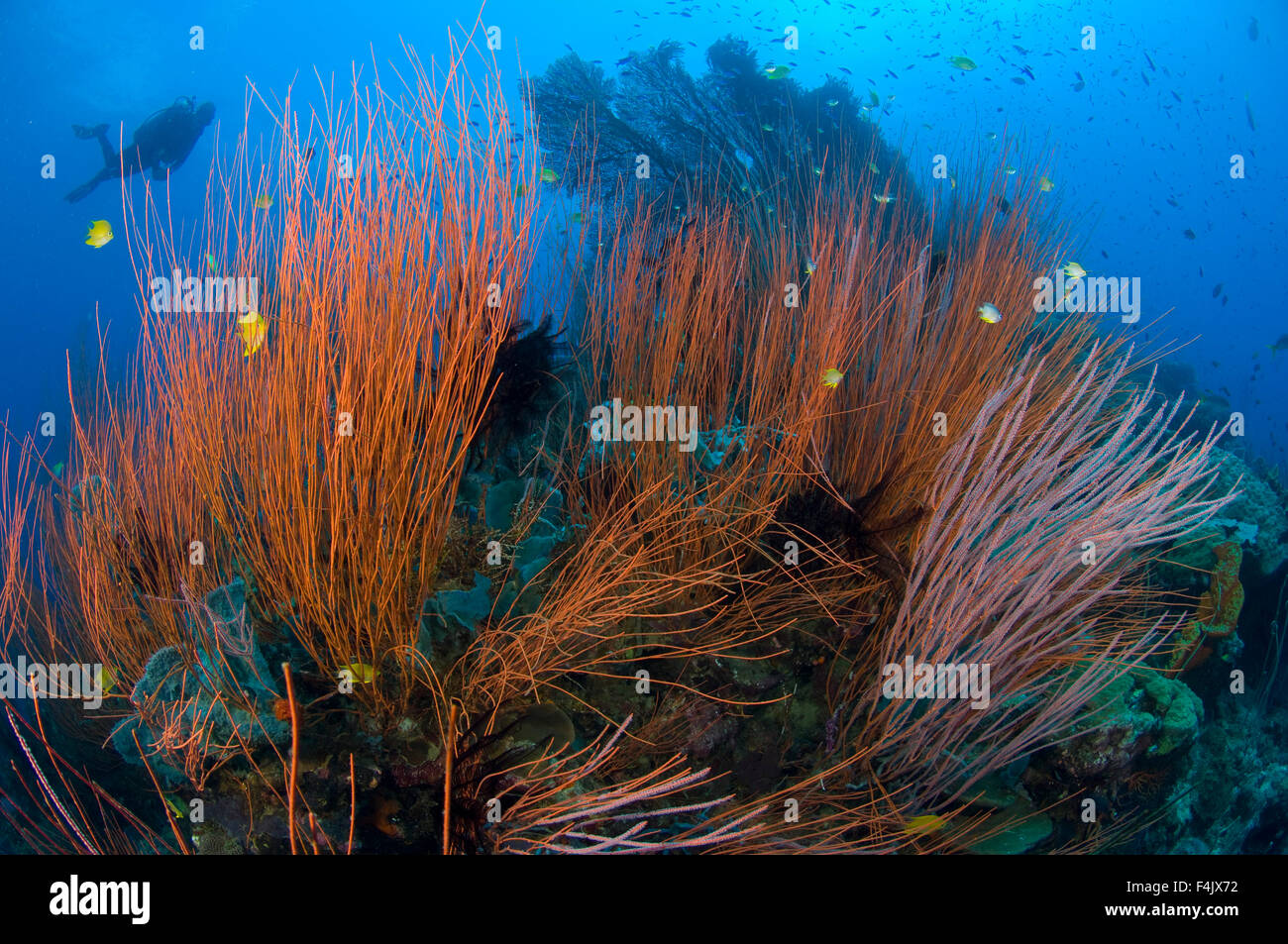 Plongeur et fan de la mer rouge Banque de photographies et d’images à ...