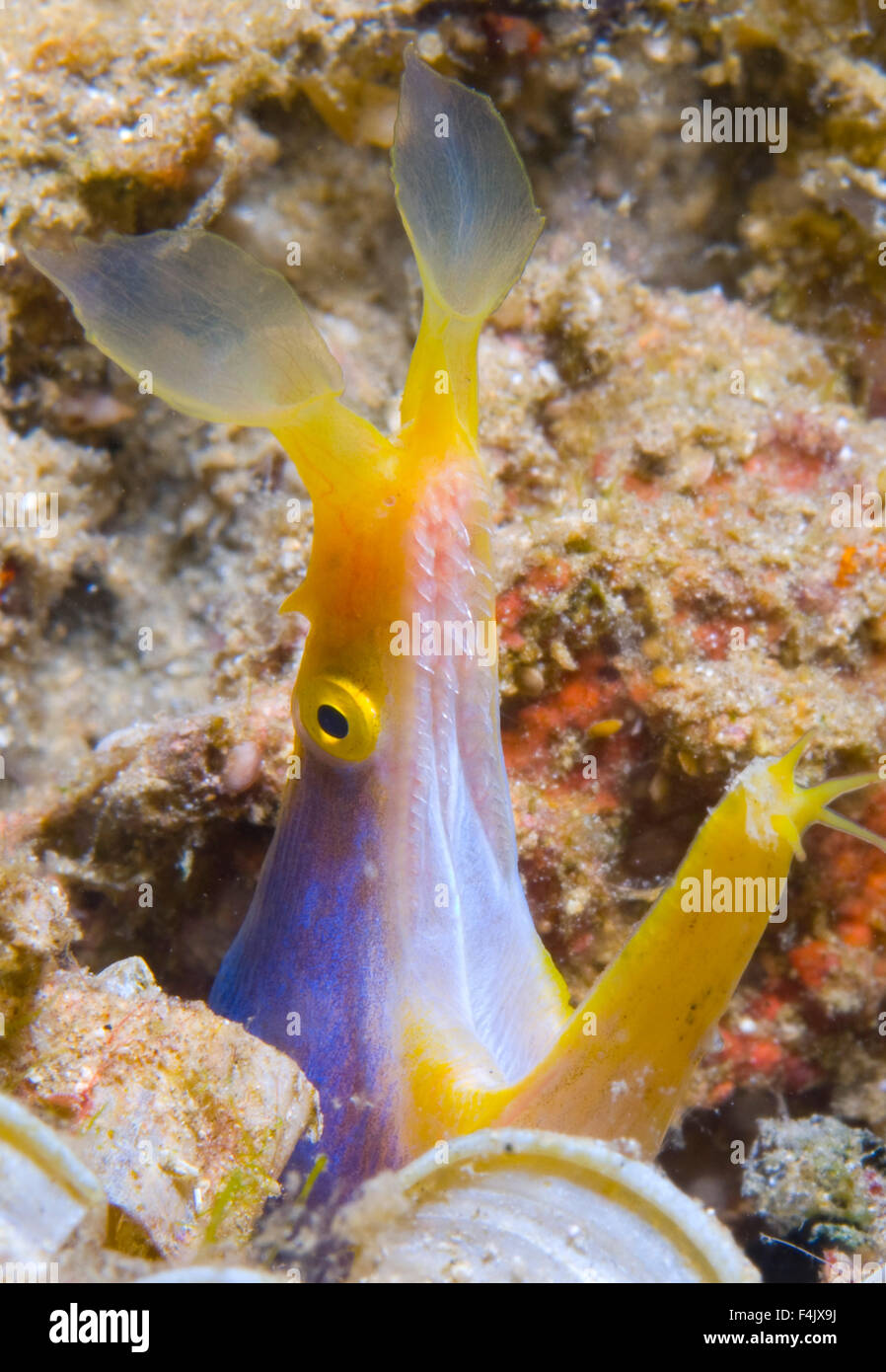 Nouveau poisson ruban Banque de photographies et d’images à haute ...