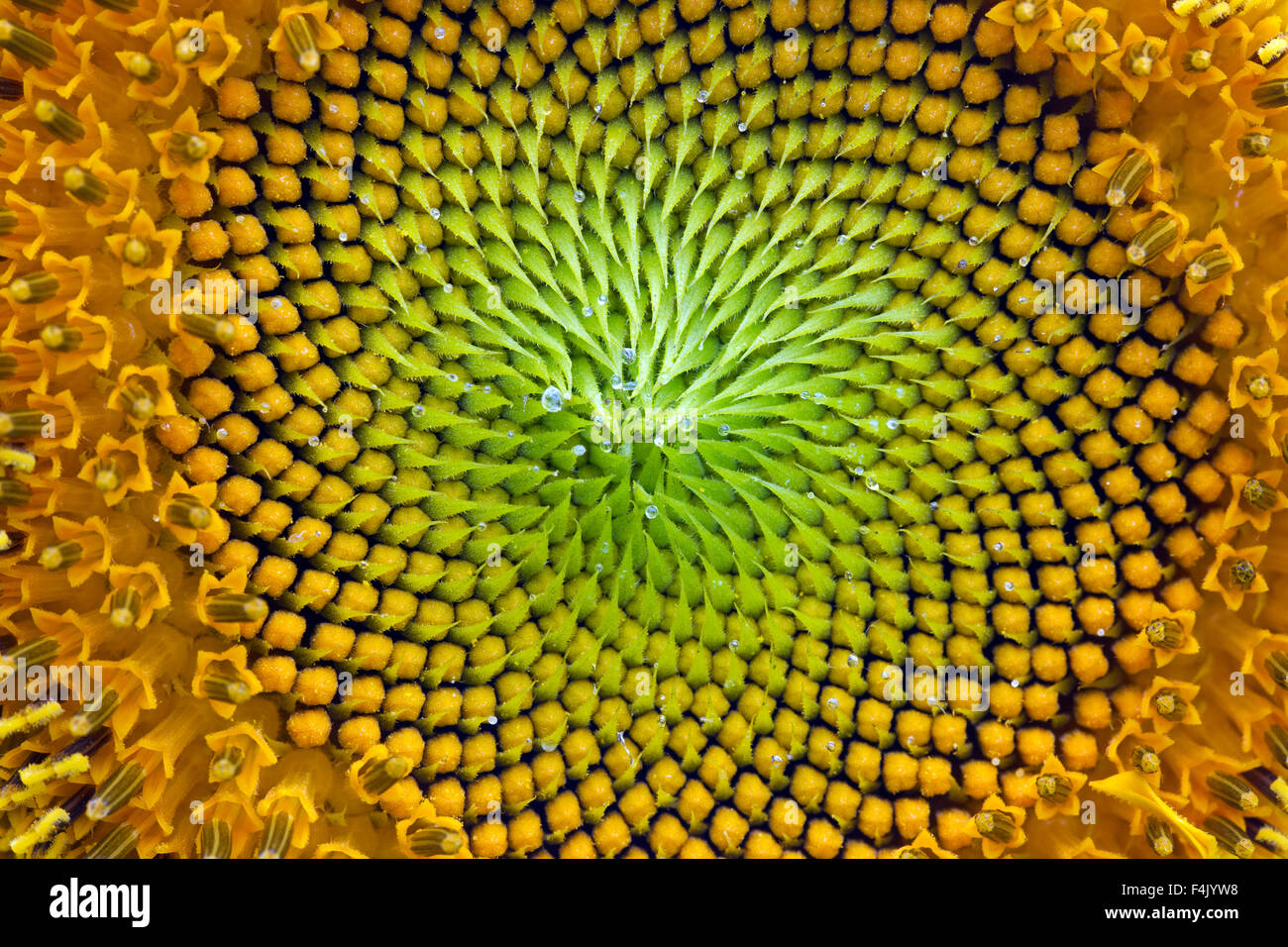 Capitule de fleur Banque de photographies et d’images à haute ...