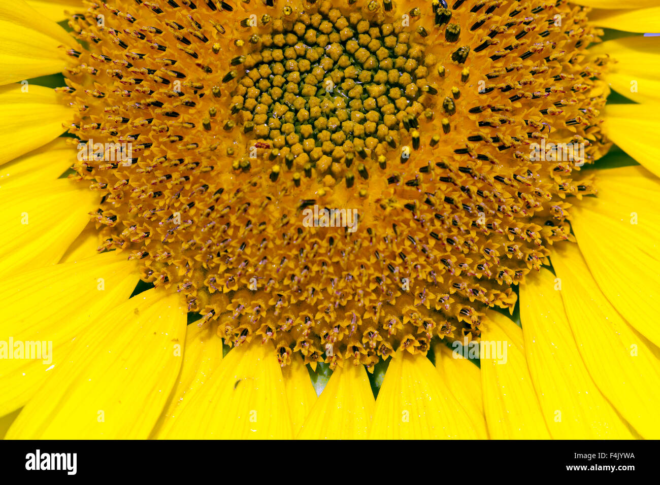Capitule de fleur Banque de photographies et d’images à haute ...