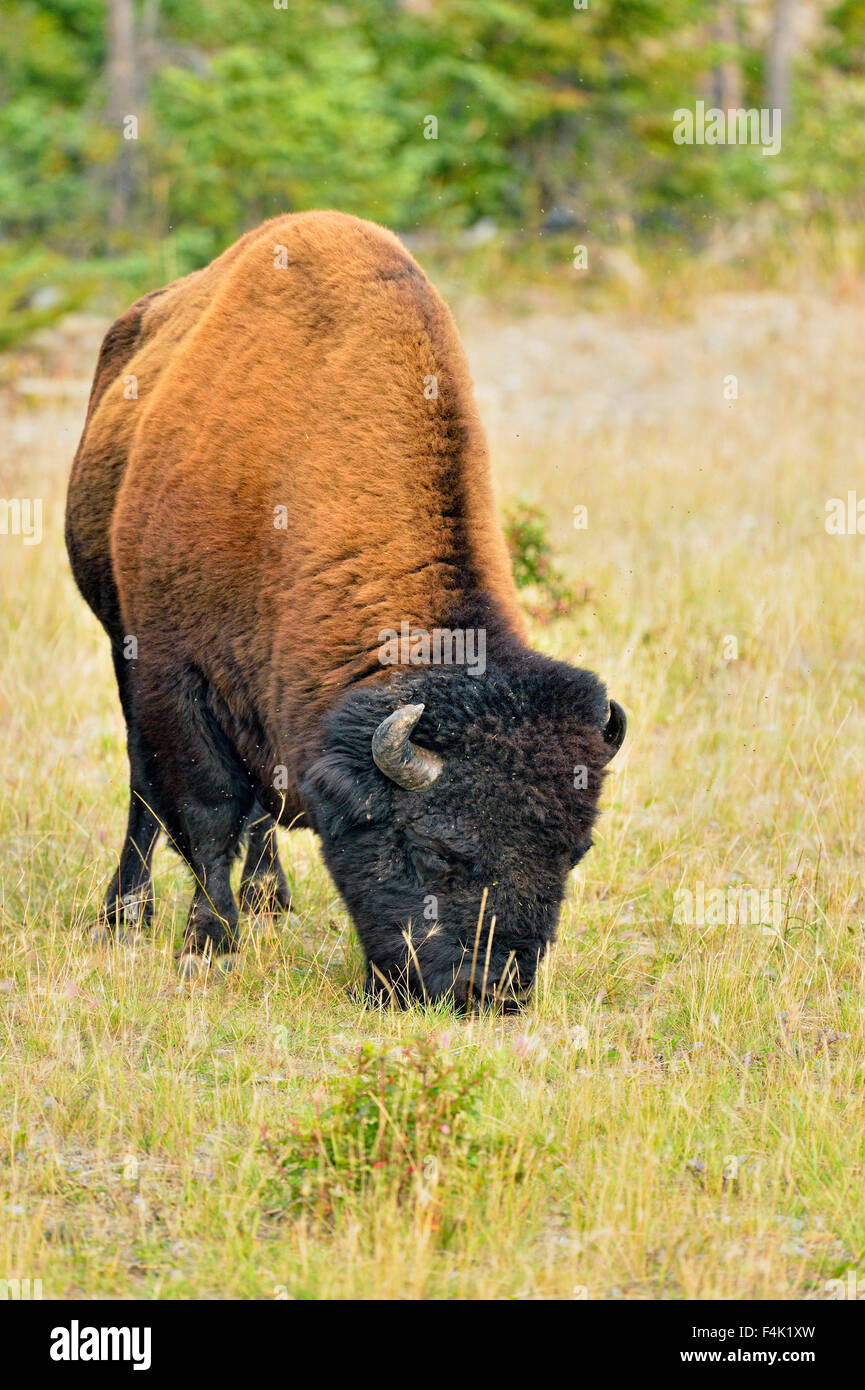 Observation d'animaux en bordure de route Banque de photographies et d ...