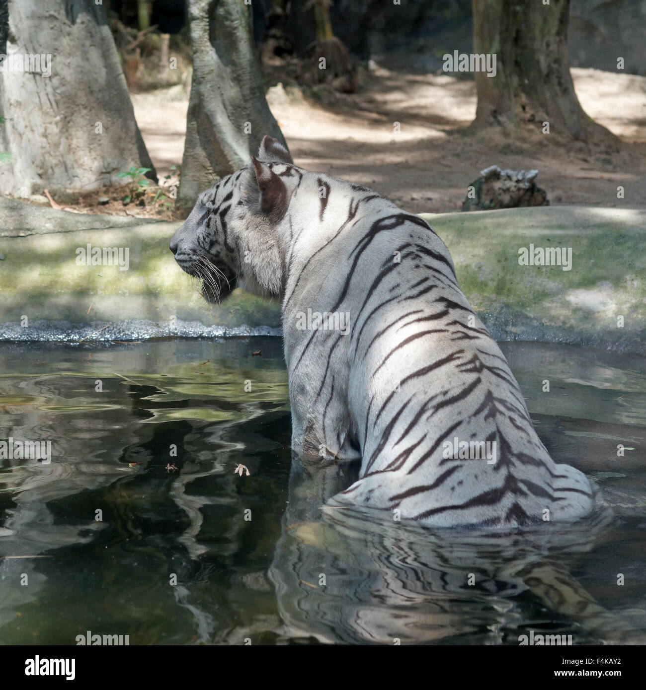 Tigre du Bengale dans le zoo Photo Stock - Alamy