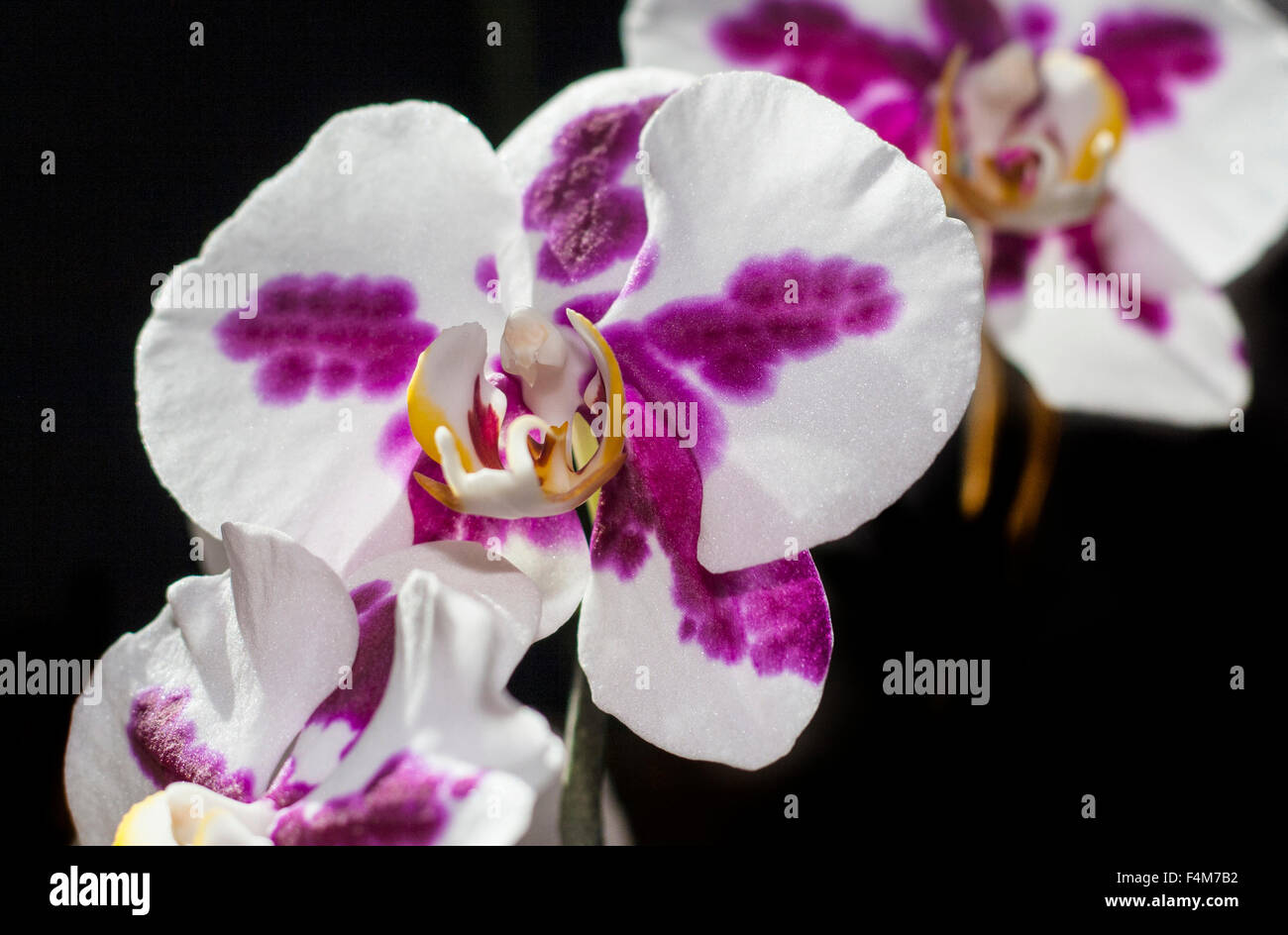 Orchidée pourpre blanche Banque de photographies et d’images à haute ...