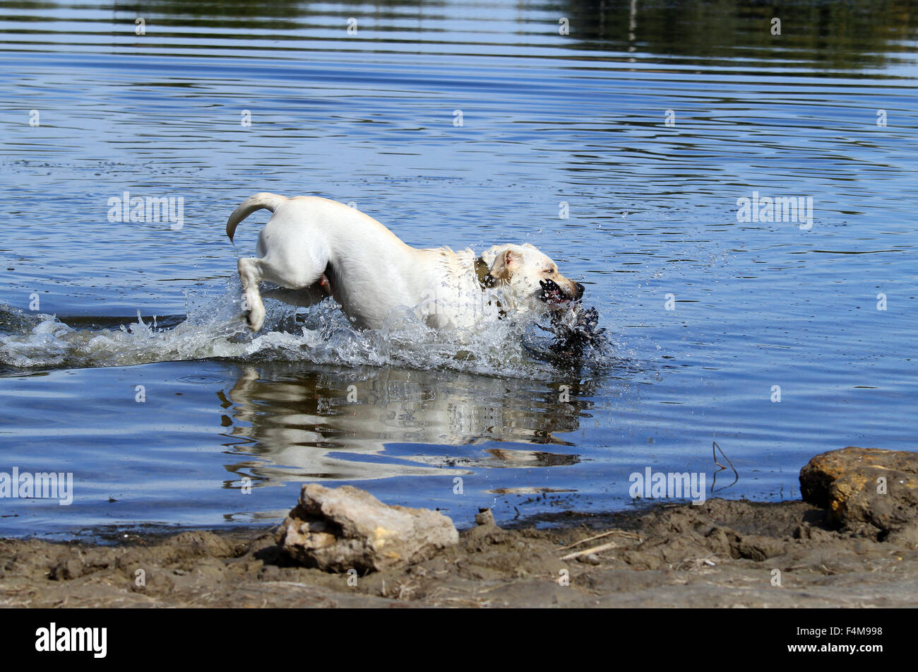 Labrador Retriever jaune récupérer un canard dans l'étang Photo Stock ...