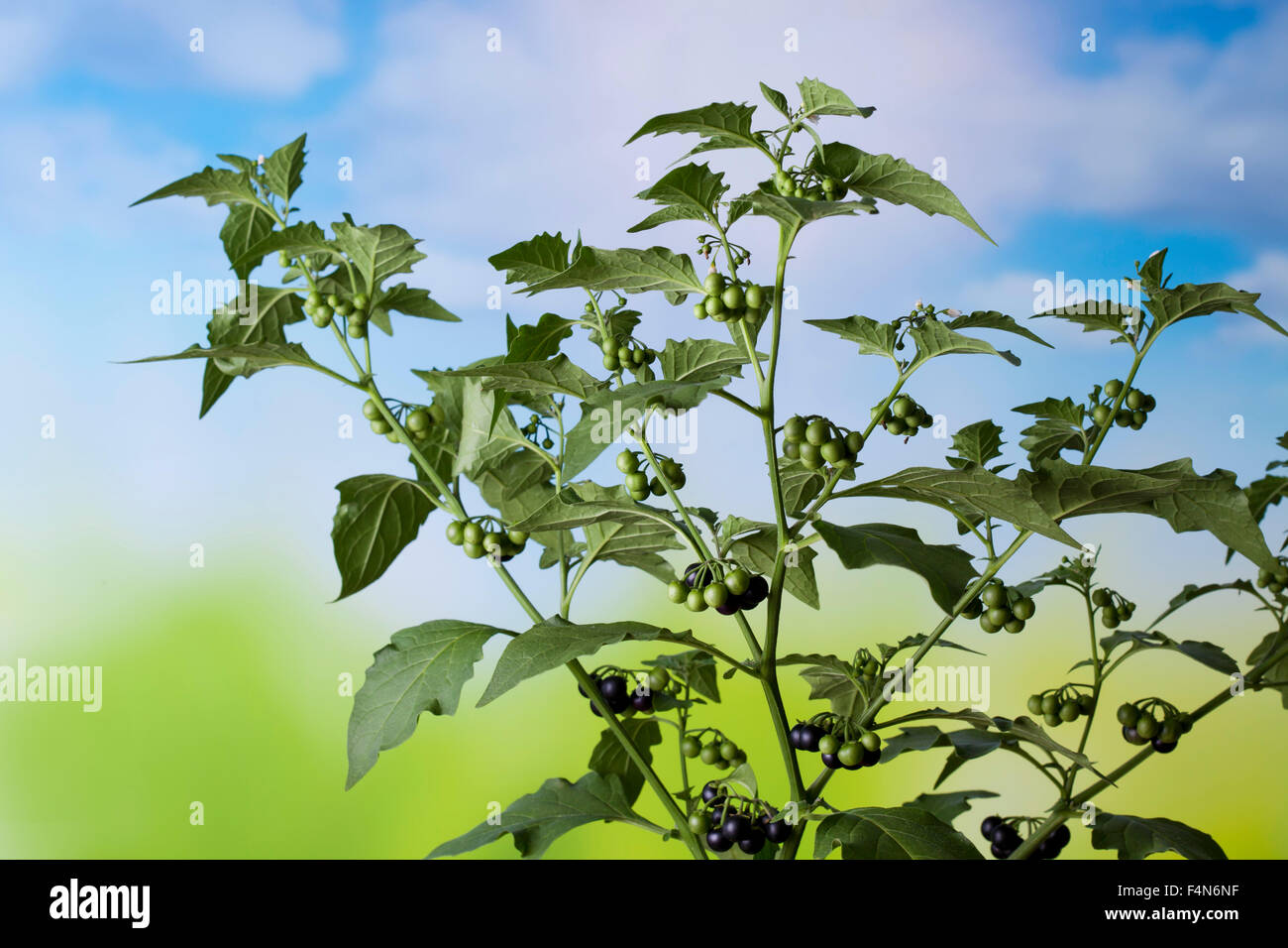 Morelle noire solanum nigrum Banque de photographies et d’images à ...