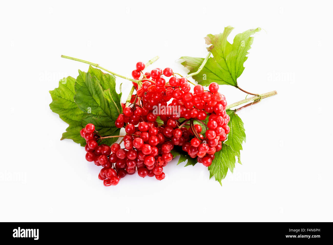 Arbre fruitier fond blanc Banque d'images détourées - Page 2 - Alamy