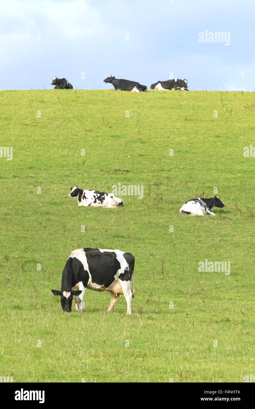Vache britannique frisonne Banque de photographies et d’images à haute ...
