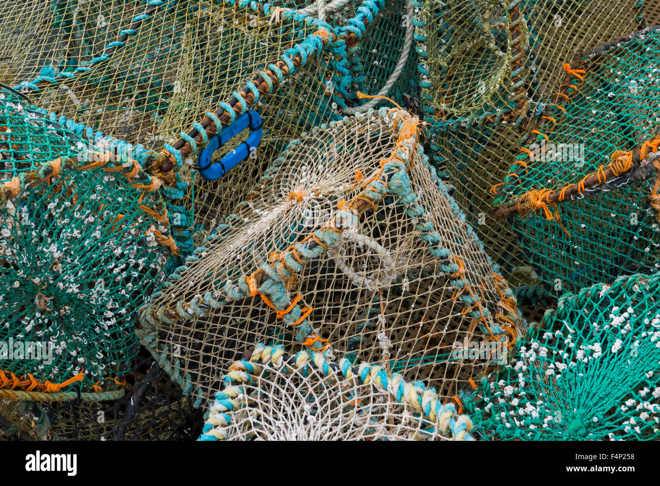 Crabe et homard Banque de photographies et d’images à haute résolution ...