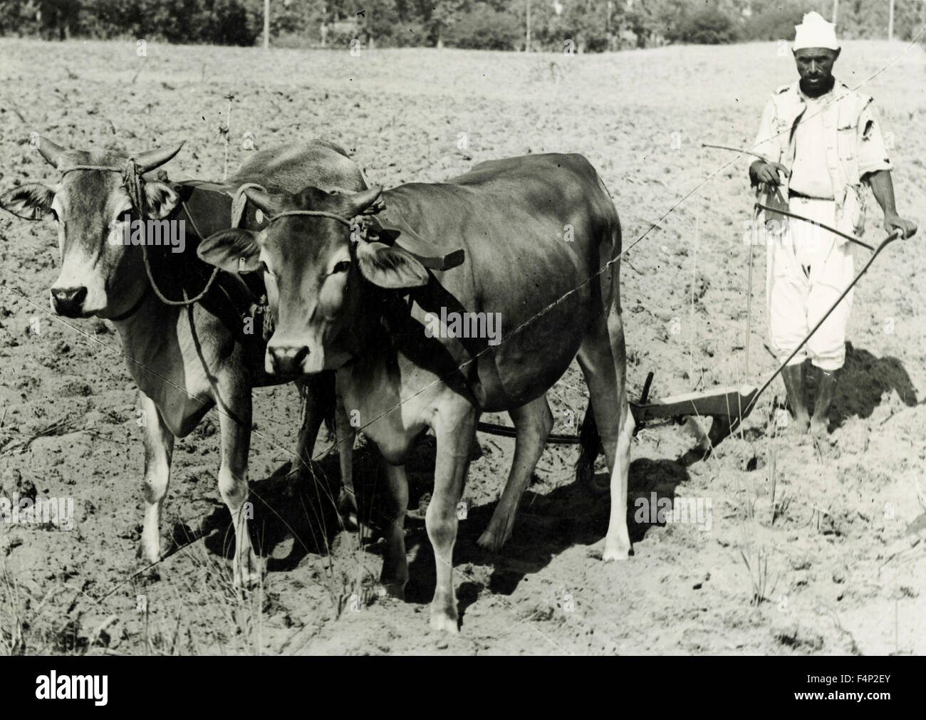 Boeuf tirant une charrue Banque de photographies et d’images à haute ...