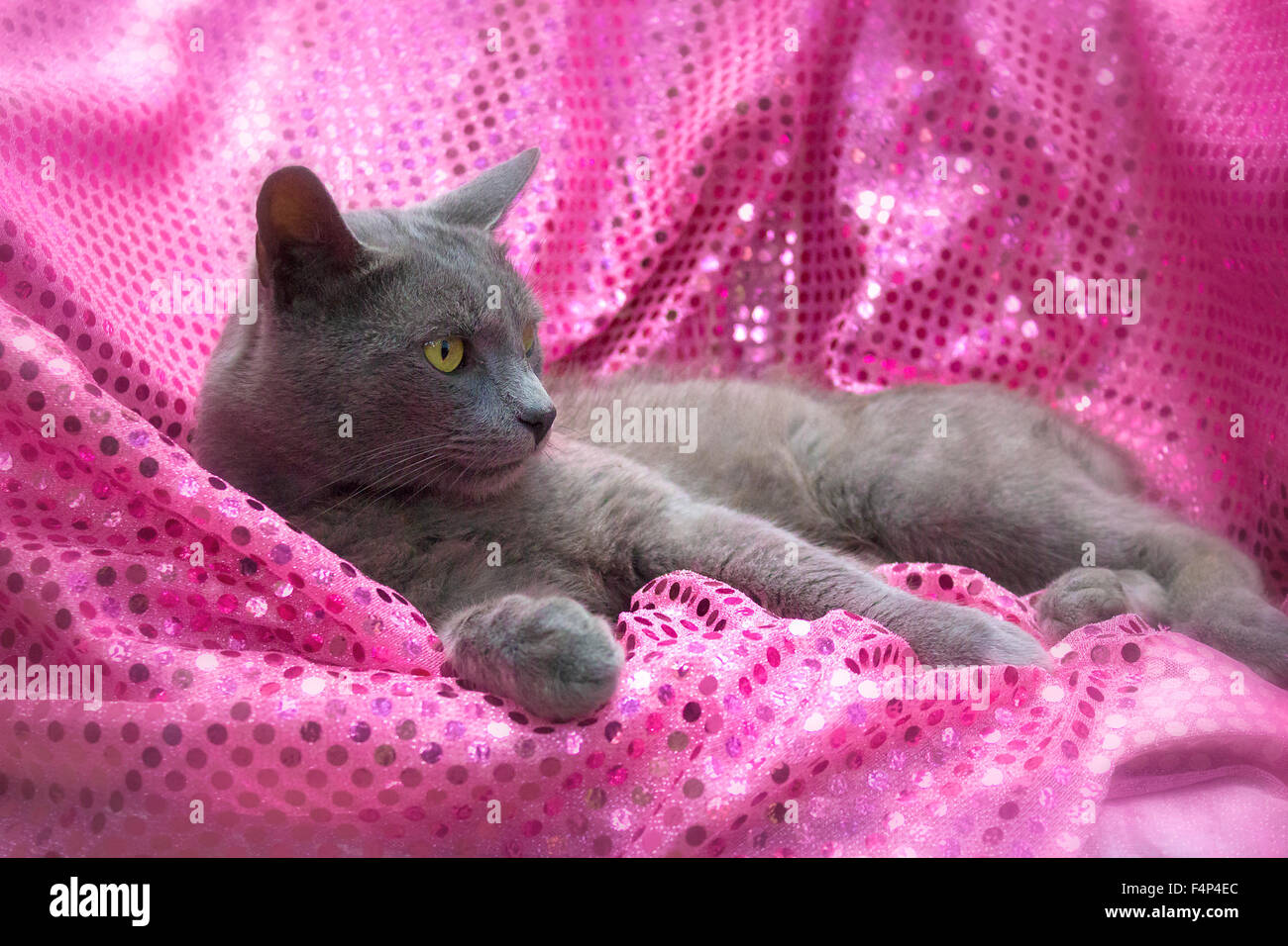 Chat bleu Banque de photographies et d’images à haute résolution - Alamy